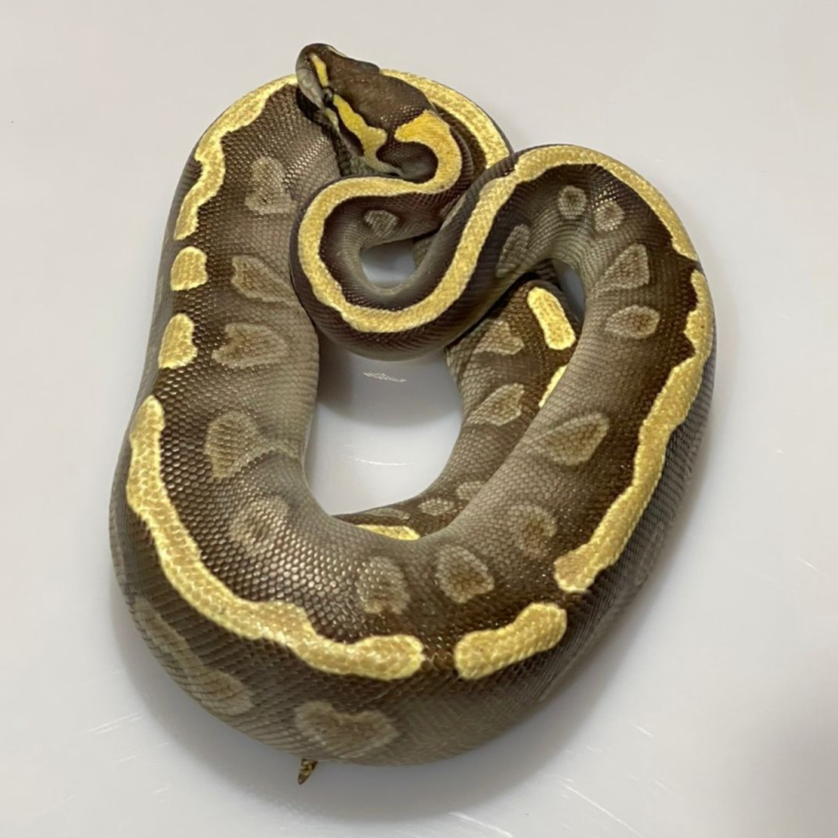 GHI MOJAVE HET CLOWN | Lapak Jual Beli Hewan Resmi Indonesia