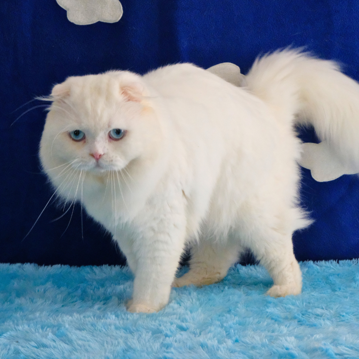 Scottish Fold - Highland Fold White (Best Breed) | Lapak Jual Beli ...