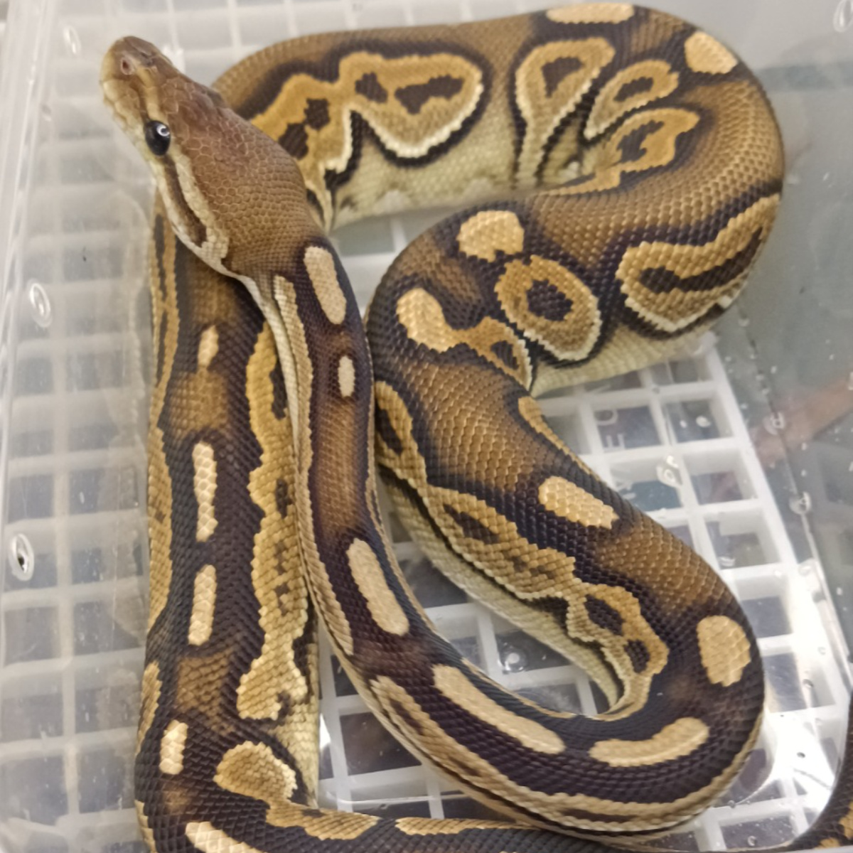 BP Lelang Ball Python Morph High Grade A CINNAMON HET HYPO kualitas ...