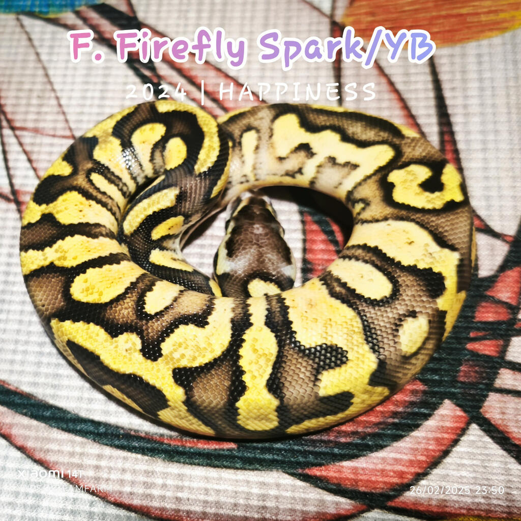 F. Firefly Spark/YB | Lapak Jual Beli Hewan Resmi Indonesia