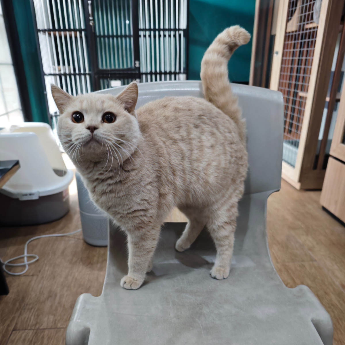 Kucing BSH Jantan Cream Tabby | Lapak Jual Beli Hewan Resmi Indonesia