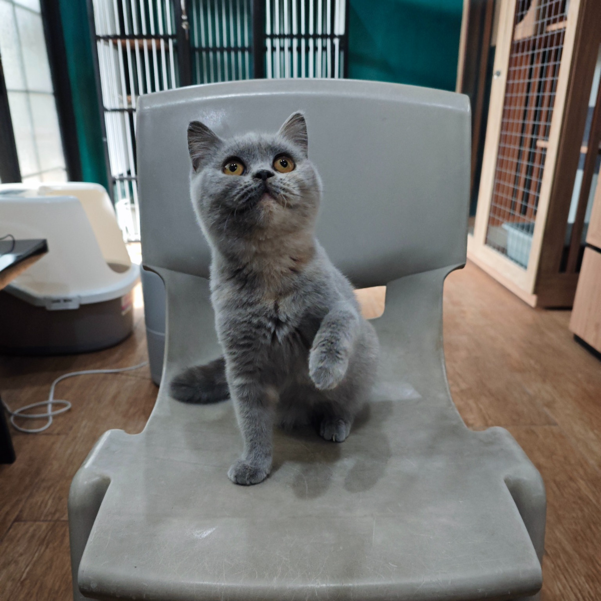 Kucing BSH Betina Blue Tortie | Lapak Jual Beli Hewan Resmi Indonesia