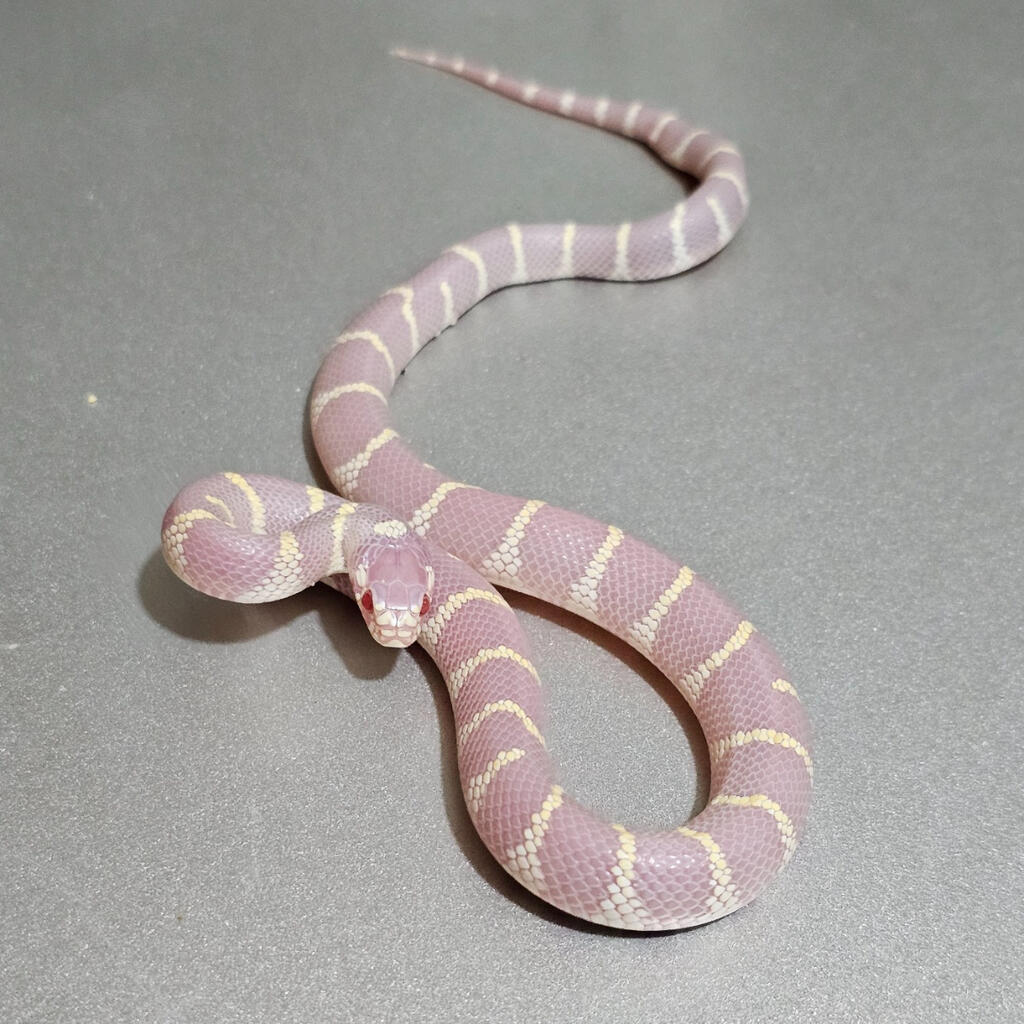 Ks California Albino Banded | Lapak Jual Beli Hewan Resmi Indonesia