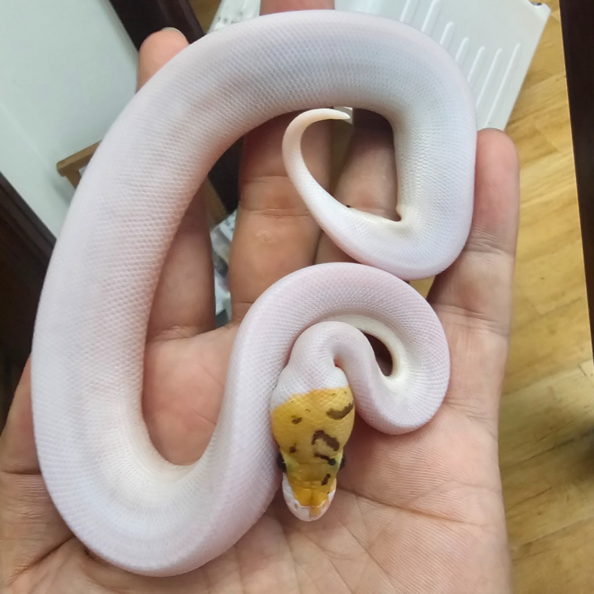 KILLER BEE PIED HET LAVENDER POSS HET CLOWN | Lapak Jual Beli Hewan ...