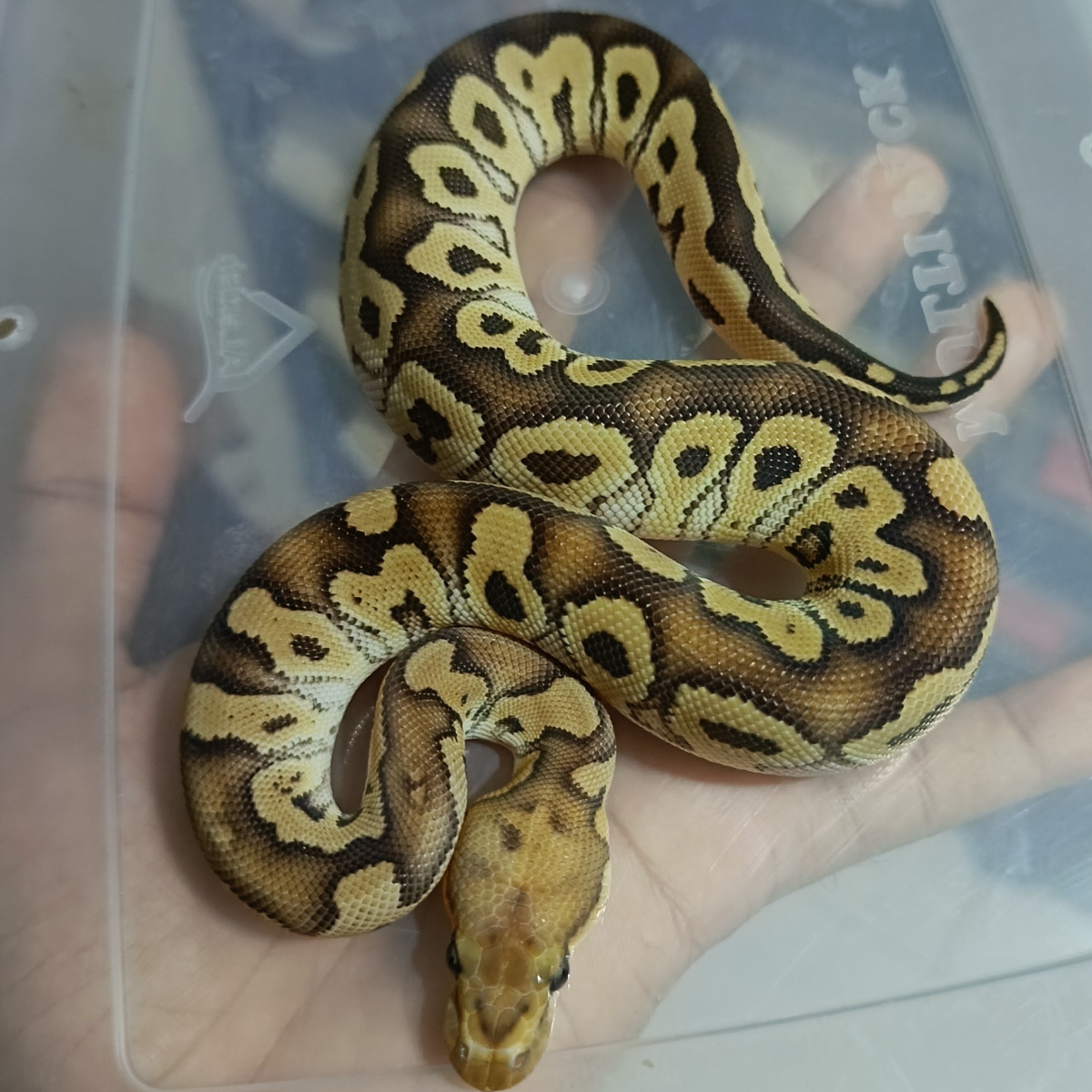 Phantom yellow belly clown | Lapak Jual Beli Hewan Resmi Indonesia