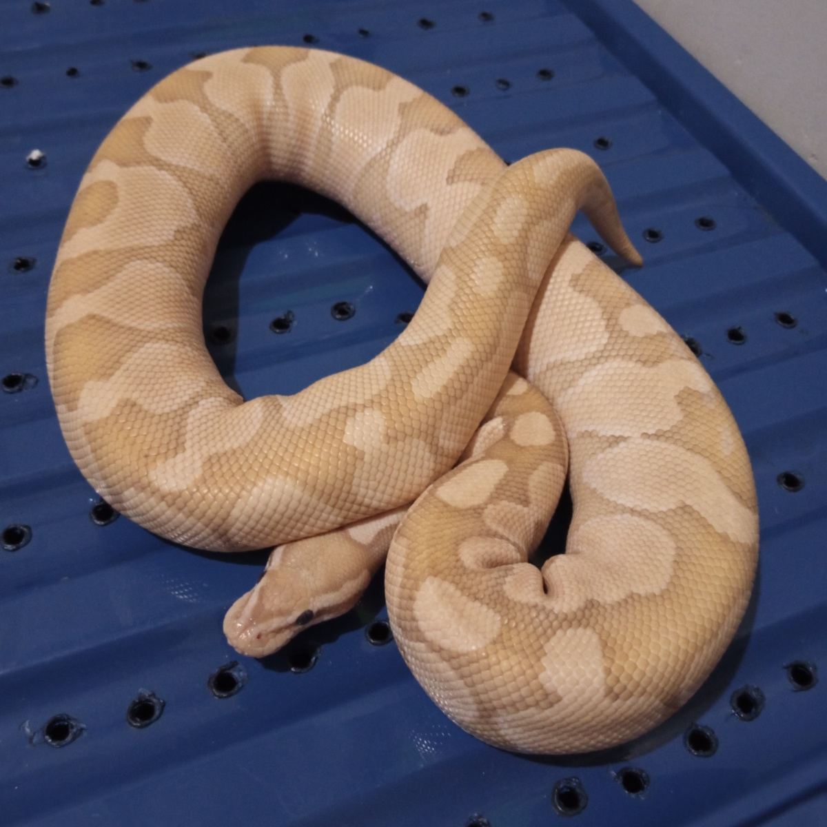 Banana lesser Yellow Belly DOB 2020 | Lapak Jual Beli Hewan Resmi Indonesia