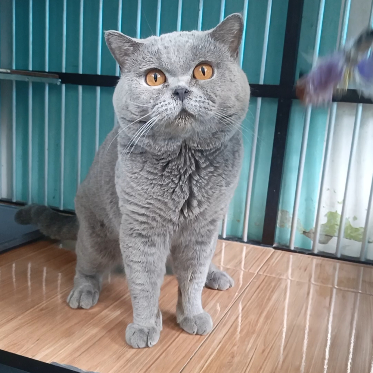 Kucing british shorthair BSH | Lapak Jual Beli Hewan Resmi Indonesia