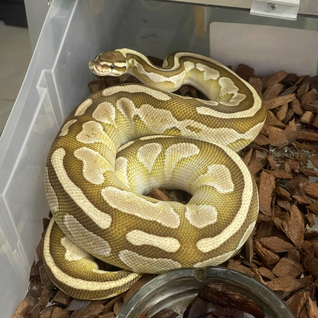 F lesser dh axa (vpi) clown 100% | Lapak Jual Beli Hewan Resmi Indonesia