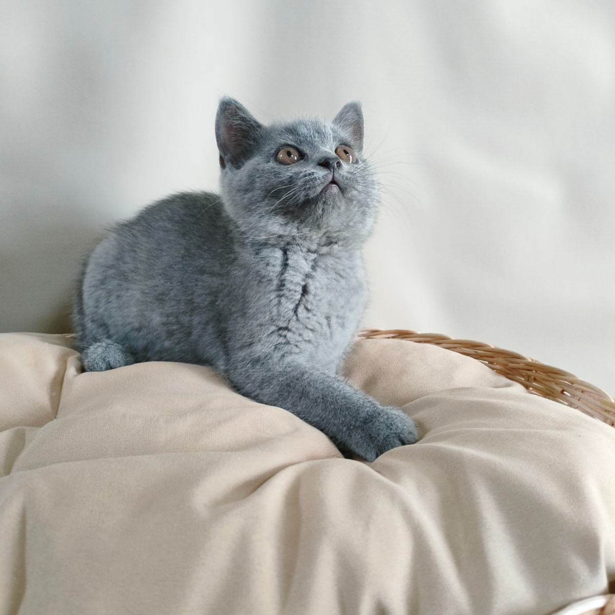Kitten BSH Blue Solid Betina/ Non Ped | Lapak Jual Beli Hewan Resmi ...