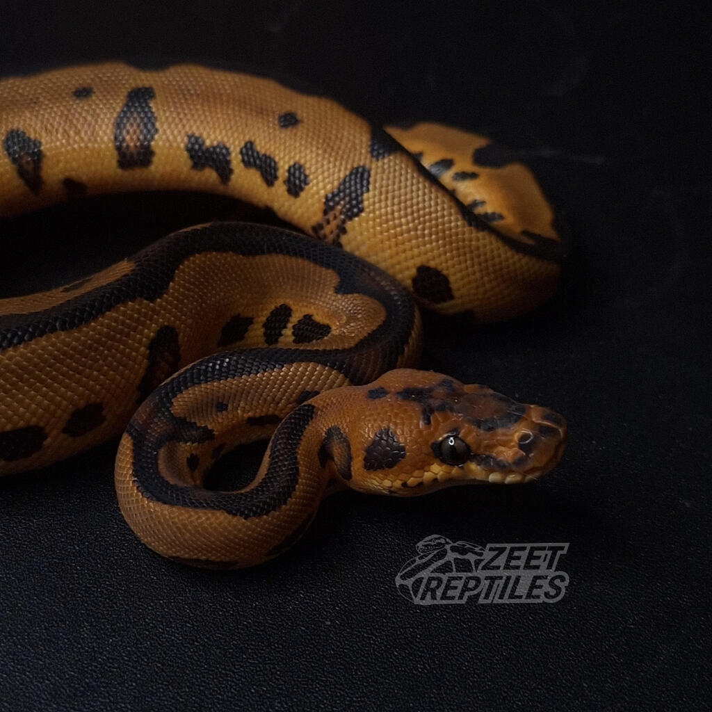 Leopard Clown | Lapak Jual Beli Hewan Resmi Indonesia