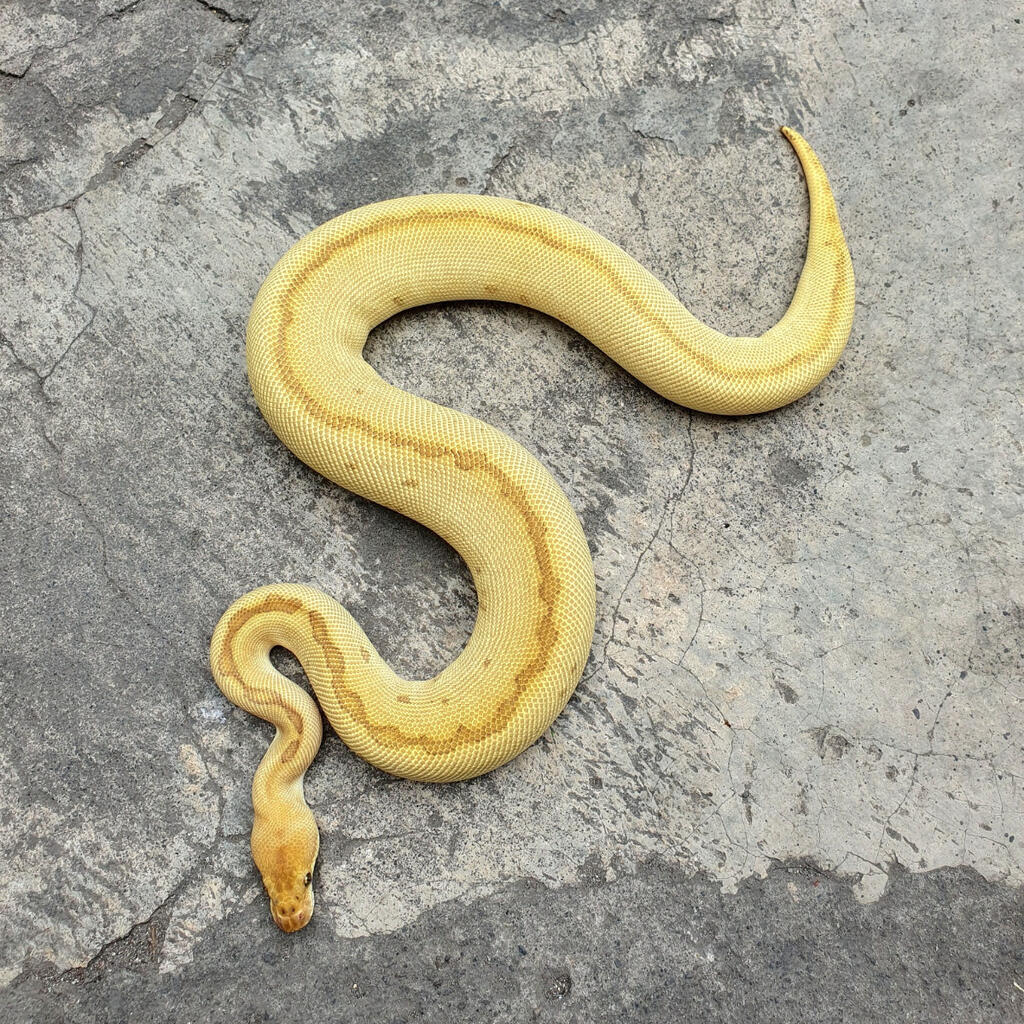 BUTTER FIRE LEO PINSTRIPE CLOWN FEMALE | Lapak Jual Beli Hewan Resmi ...