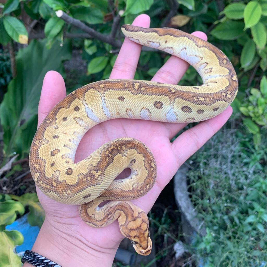 F Russo Clown Poss Redstripe Lace | Lapak Jual Beli Hewan Resmi Indonesia