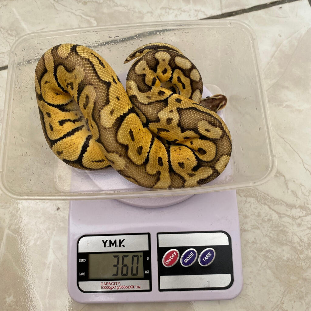 Super Pastel Male Ball Python | Lapak Jual Beli Hewan Resmi Indonesia