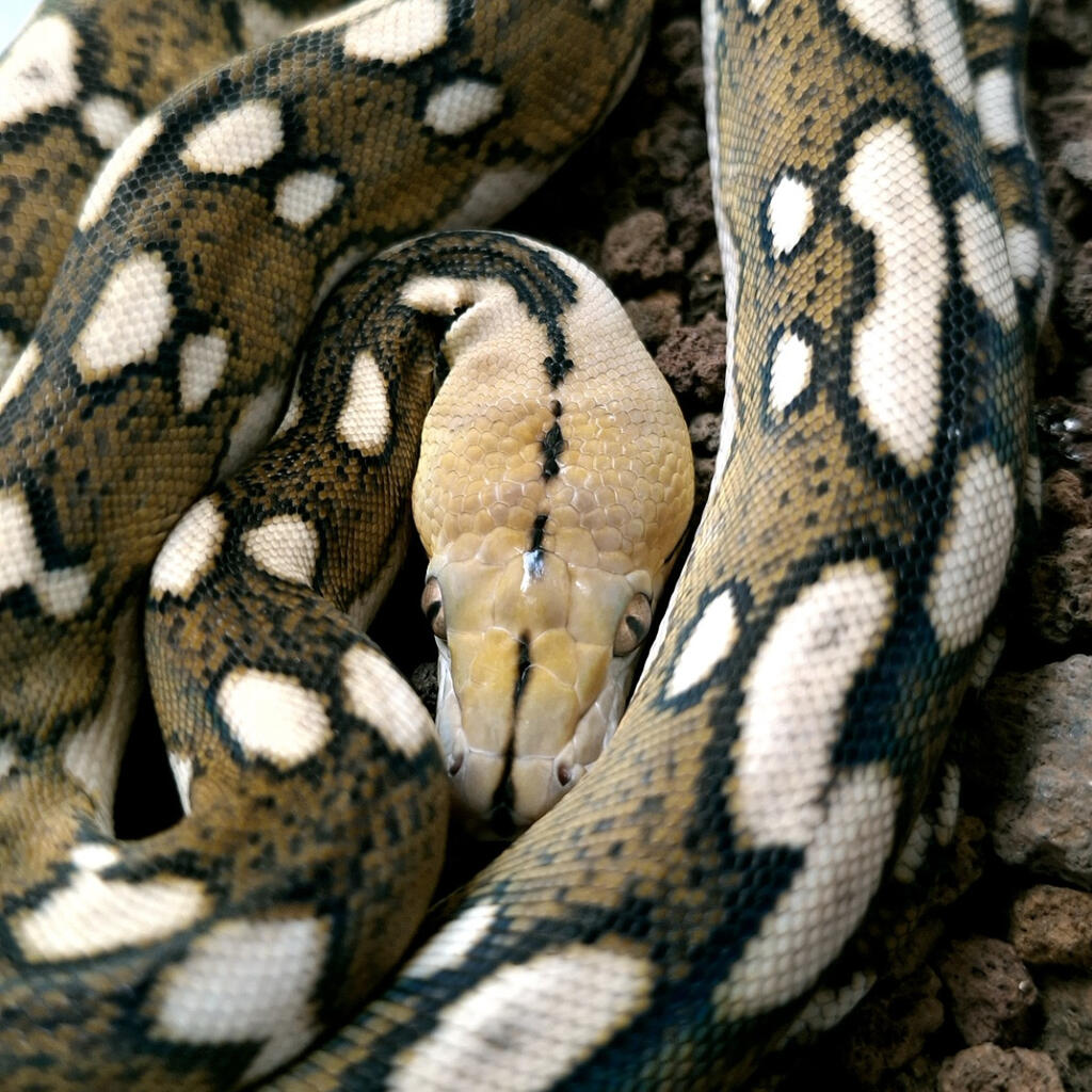 Retic Tiger Motley Female | Lapak Jual Beli Hewan Resmi Indonesia