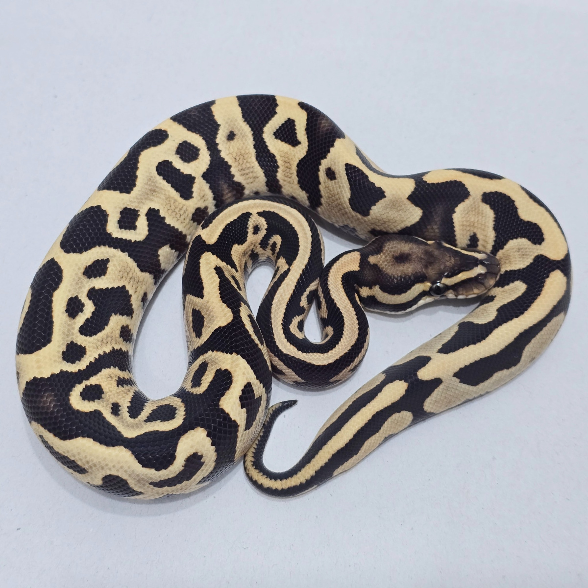 [Rare] Leopard Yellow Belly DG | Lapak Jual Beli Hewan Resmi Indonesia