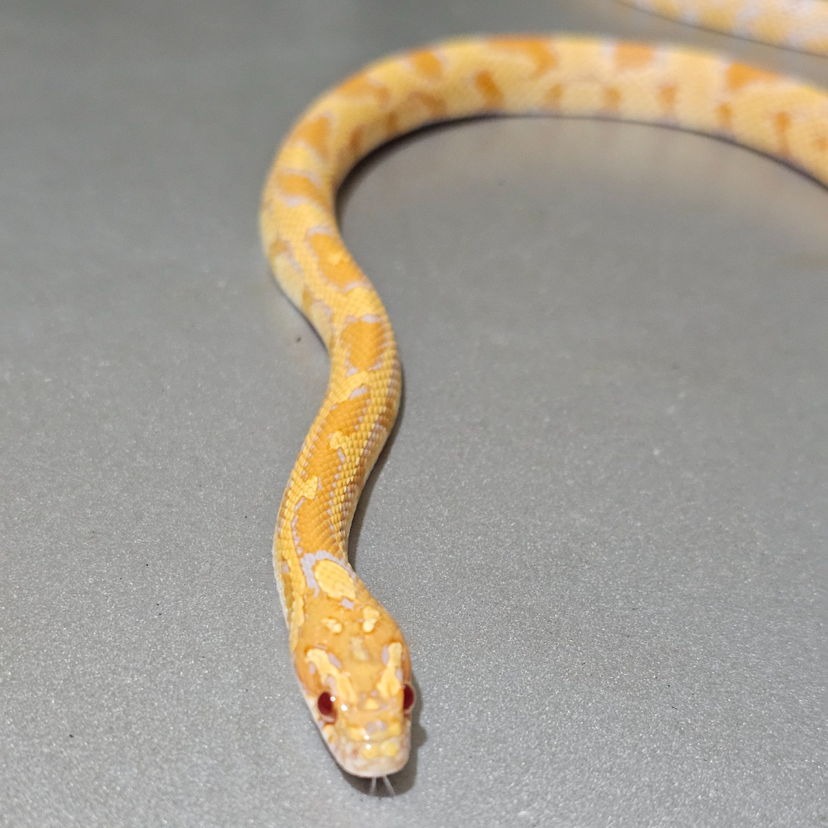 [Hybrid] Supercorn Albino het diffused | Lapak Jual Beli Hewan Resmi ...