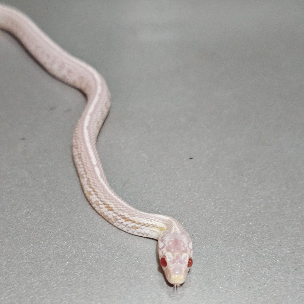 Snow (Masque) (Super) Tessera | Lapak Jual Beli Hewan Resmi Indonesia