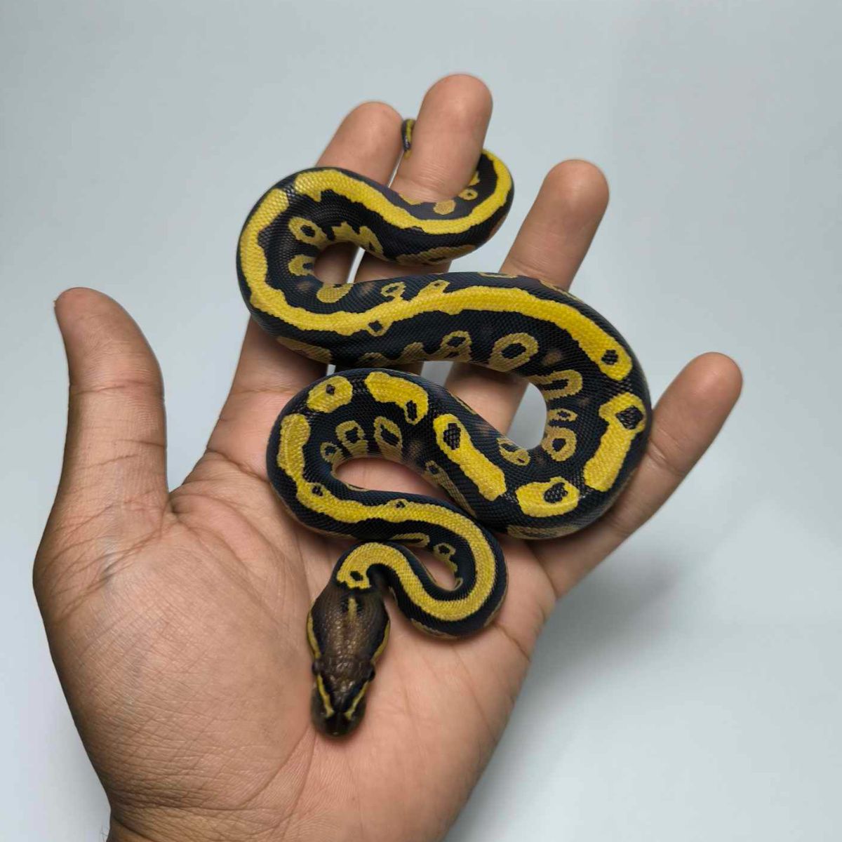 M- BLACK HEAD SPOTNOSE FIRE HET CLOWN 100% | Lapak Jual Beli Hewan ...