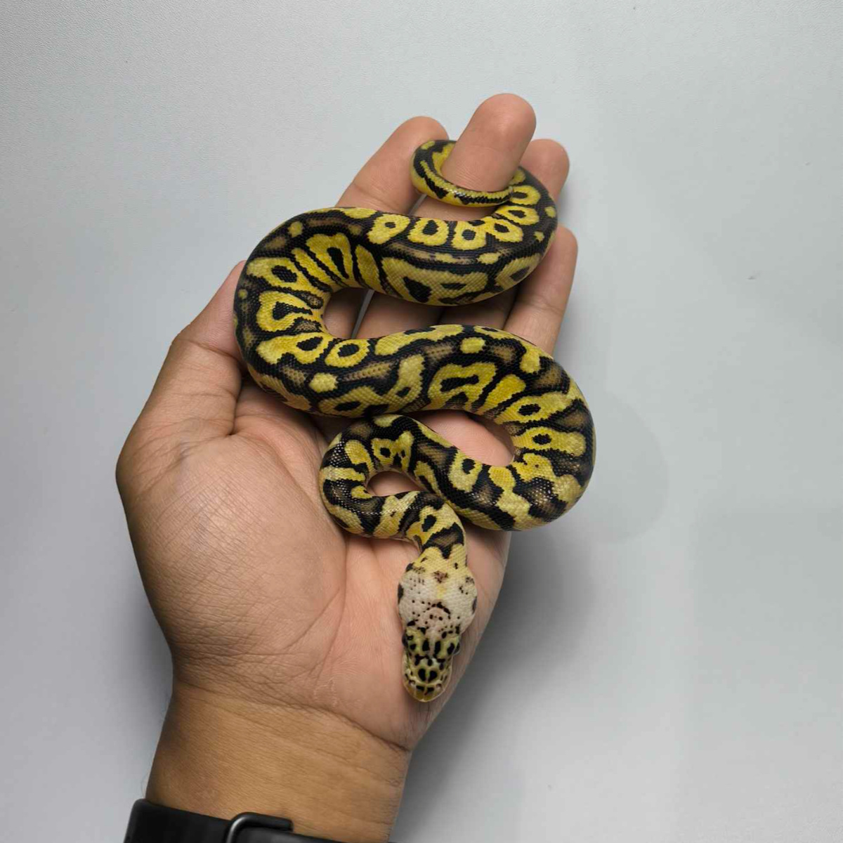 M - PASTEL SPOTNOSE CLOWN | Lapak Jual Beli Hewan Resmi Indonesia