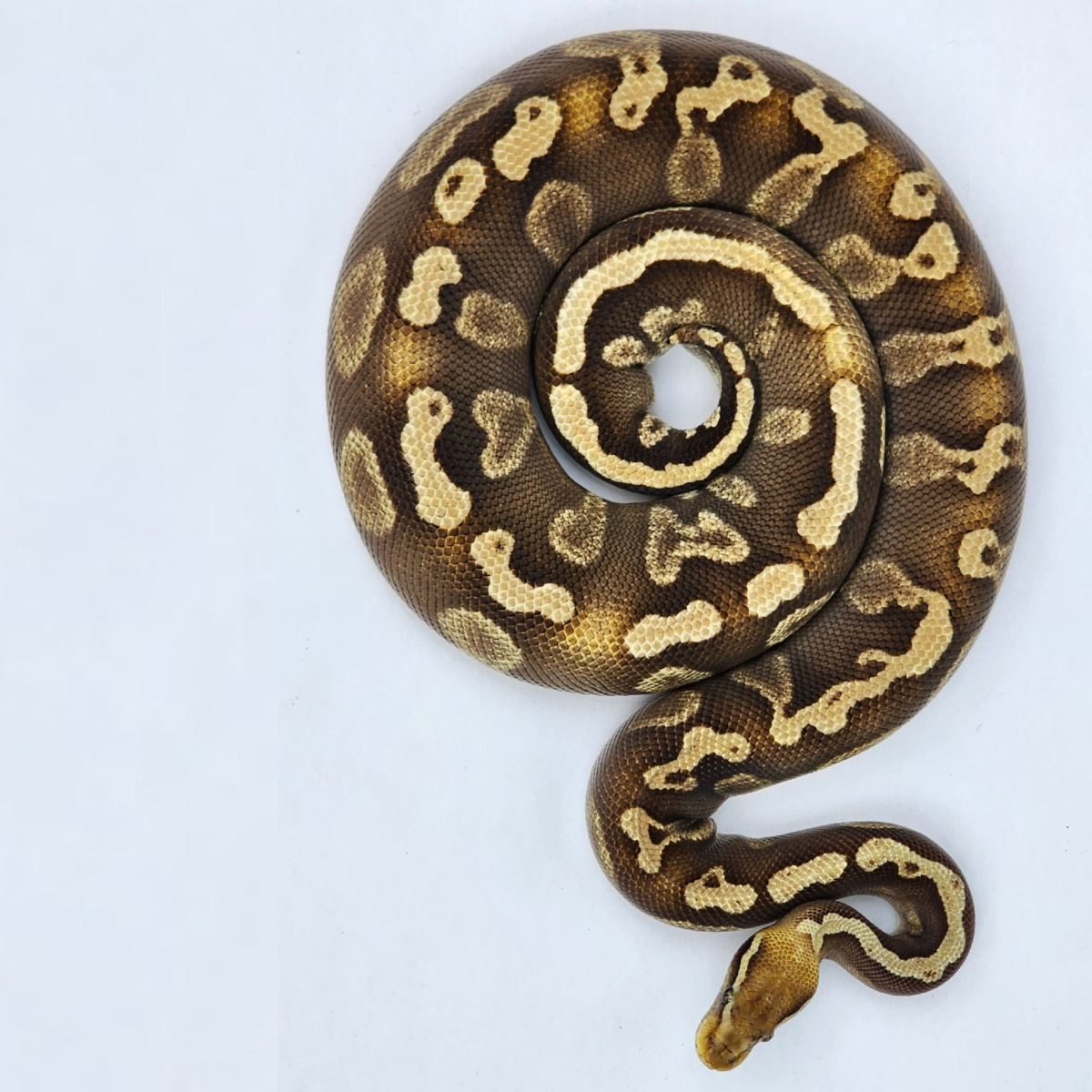 Ghi Mojave Pastel | Lapak Jual Beli Hewan Resmi Indonesia