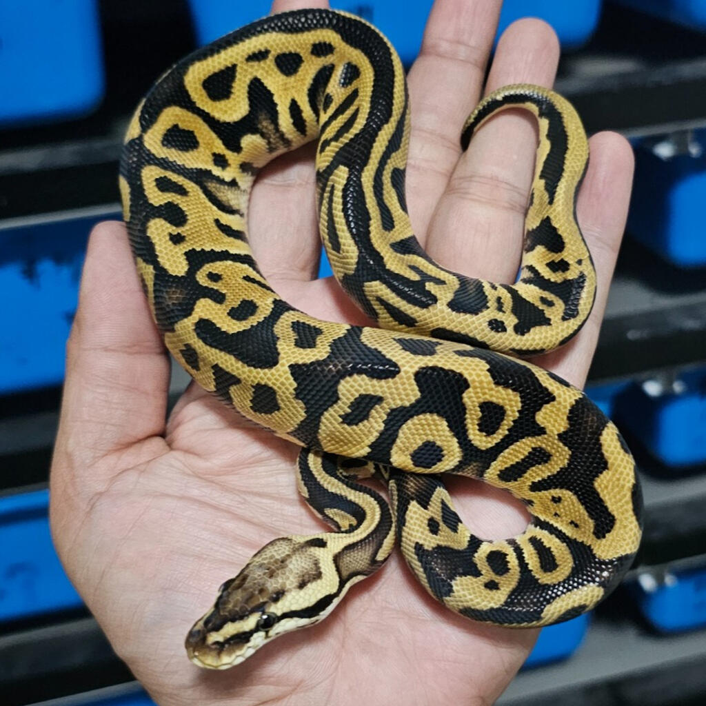 PASTEL LEOPARD HET HYPO POSS HET CLOWN | Lapak Jual Beli Hewan Resmi ...