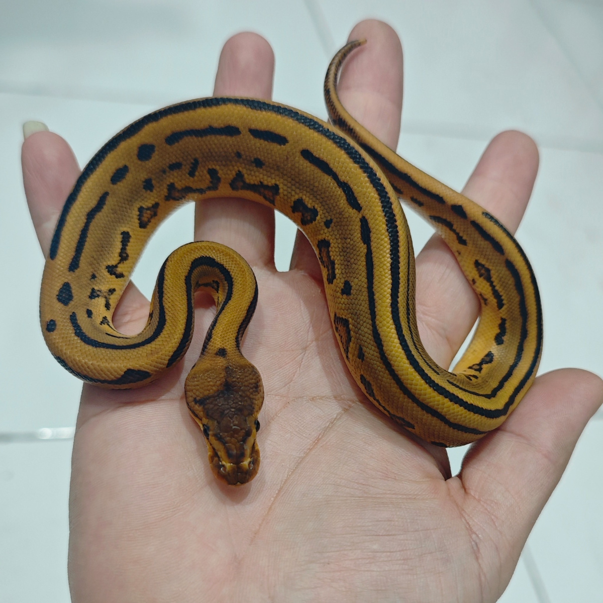 OD Pinstripe Leopard DH DG Crypton | Lapak Jual Beli Hewan Resmi Indonesia