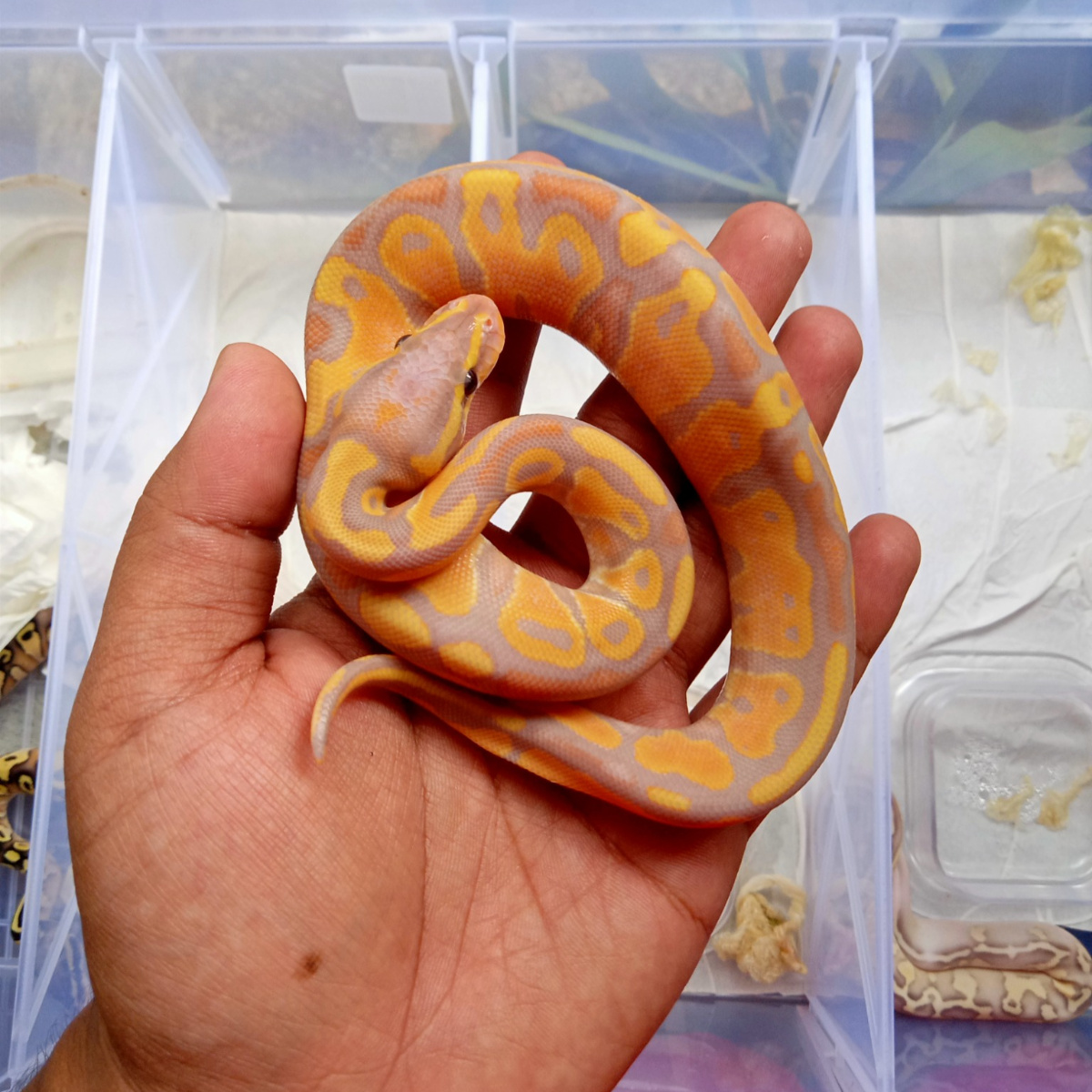 Banana Enchi Yellow Belly | Lapak Jual Beli Hewan Resmi Indonesia