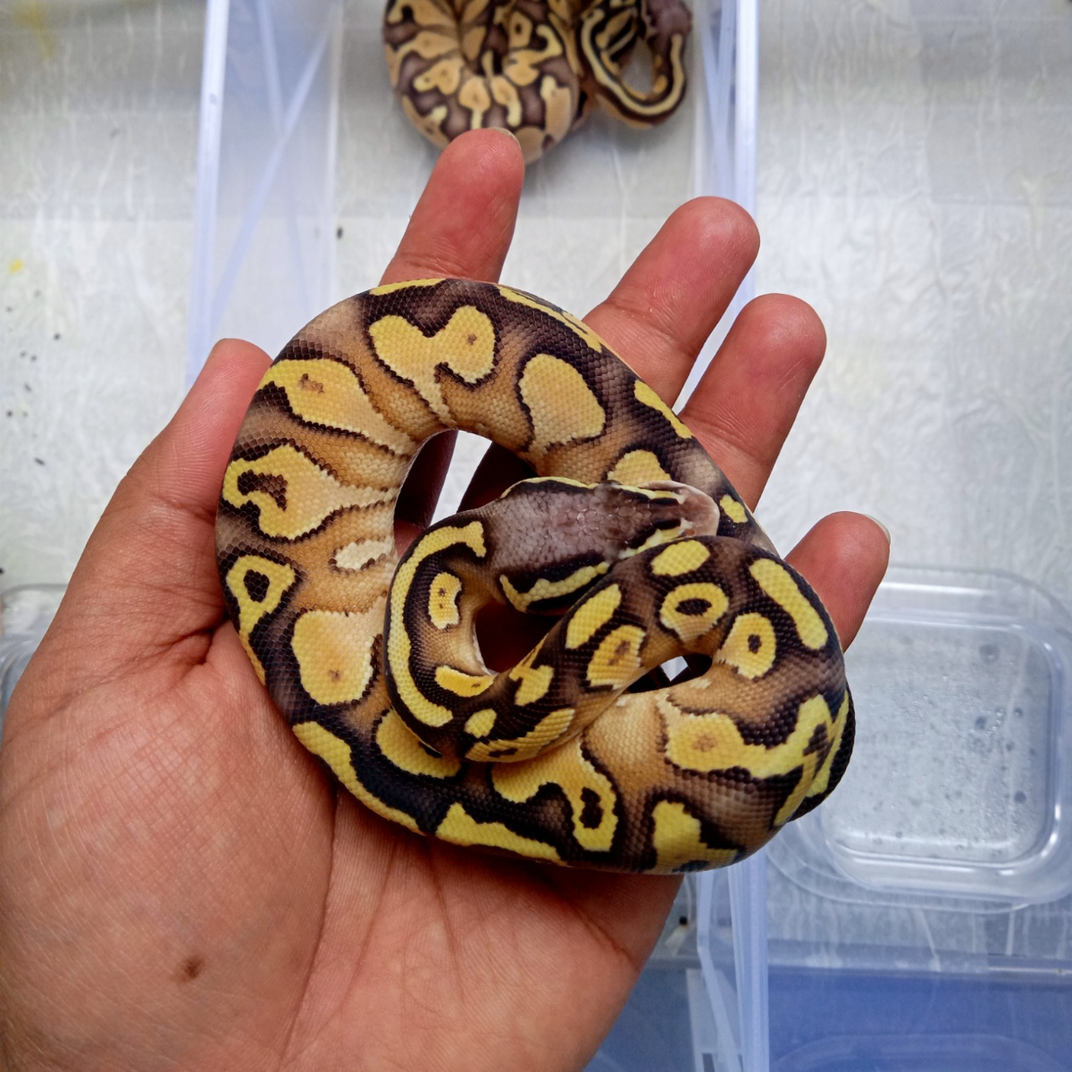 Lesser Pastel Yellow Belly | Lapak Jual Beli Hewan Resmi Indonesia