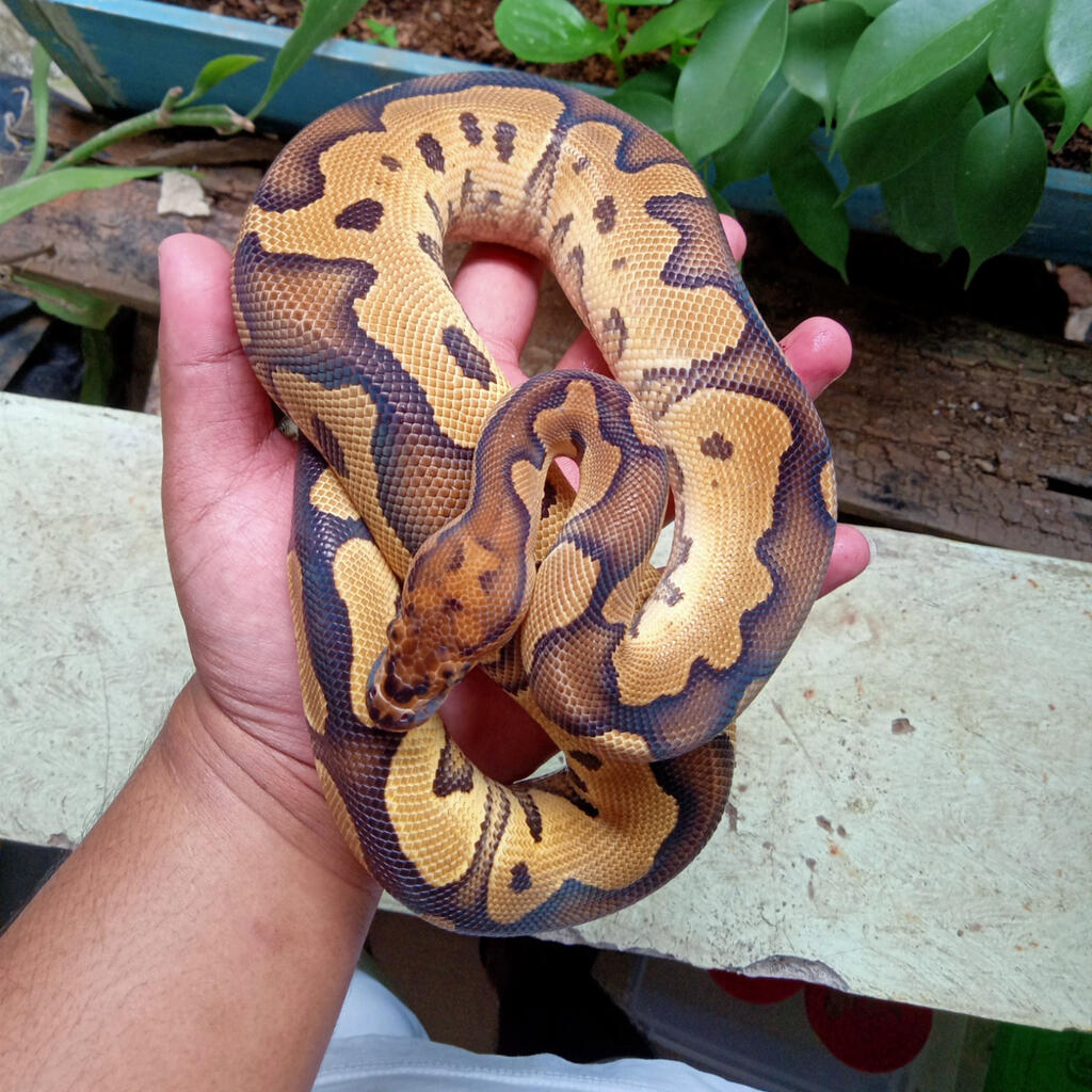 Yellow Belly Clown | Lapak Jual Beli Hewan Resmi Indonesia