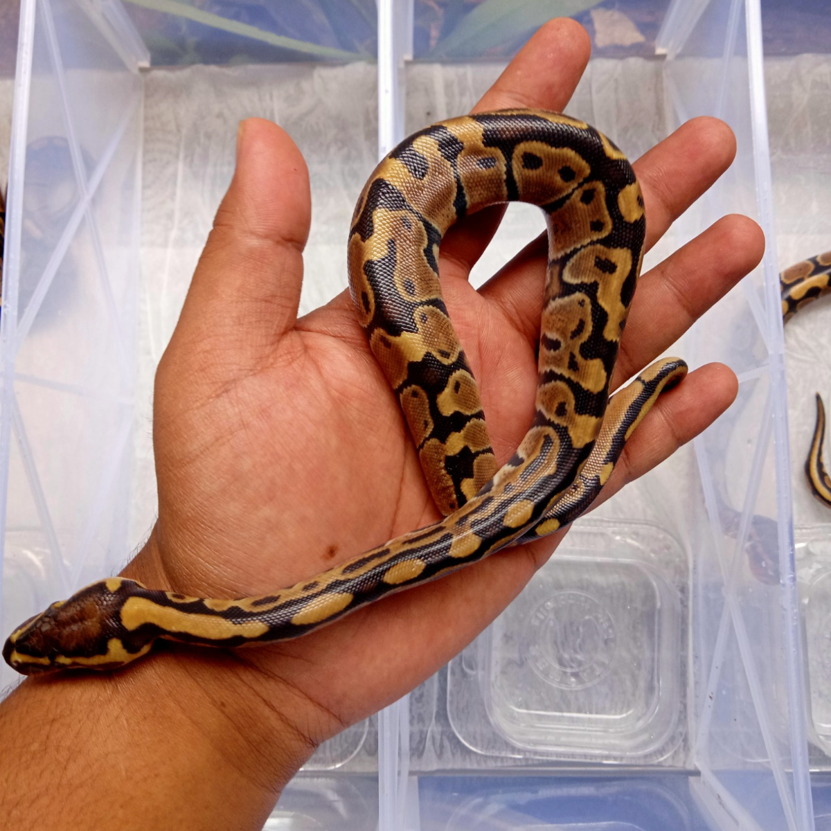 Normal Het Hypo 100% | Lapak Jual Beli Hewan Resmi Indonesia