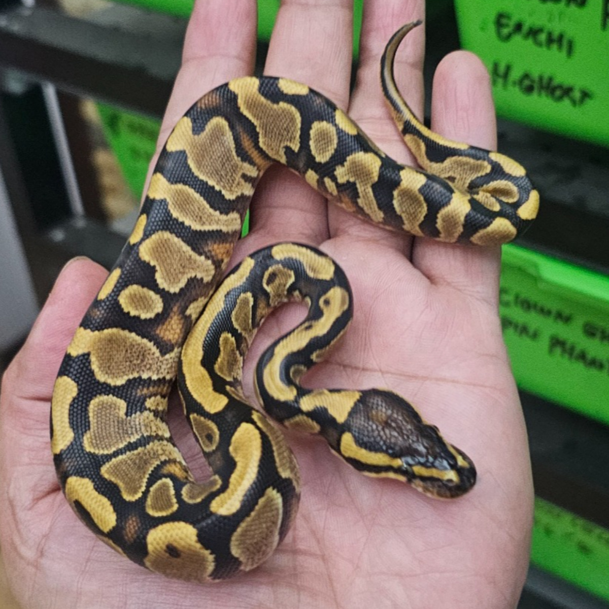 FIRE YB / SPECTER HET PIED POSS HET LAVENDER | Lapak Jual Beli Hewan ...