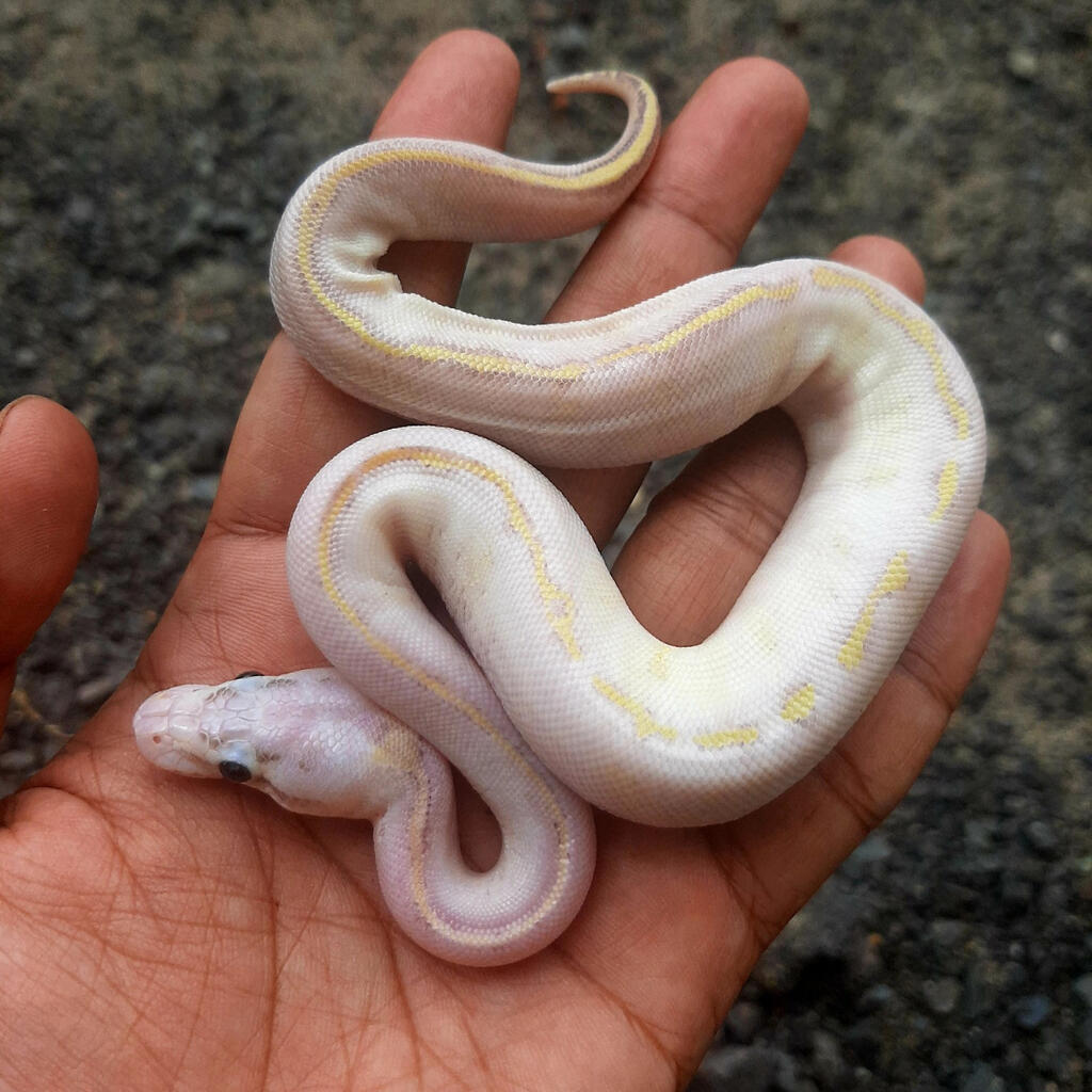Ball Python Super Pastel Enchi Ivory | Lapak Jual Beli Hewan Resmi ...