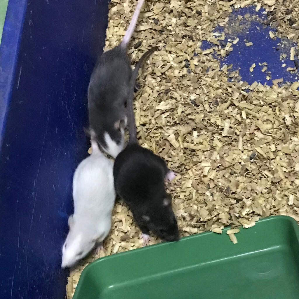 Fancy Rat Dumbo Ear ( Paket Breed ) | Lapak Jual Beli Hewan Resmi Indonesia