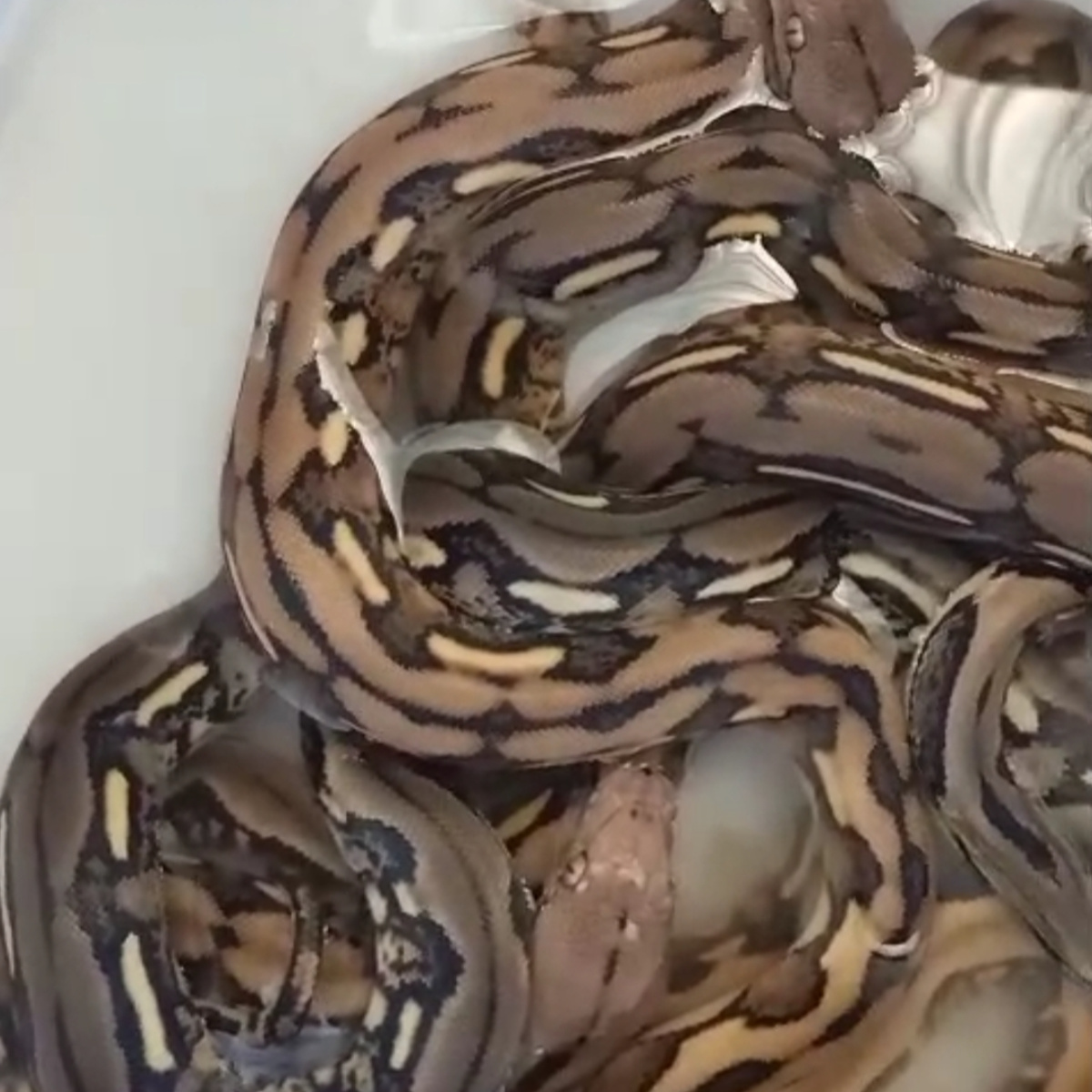 retic Tiger | Lapak Jual Beli Hewan Resmi Indonesia