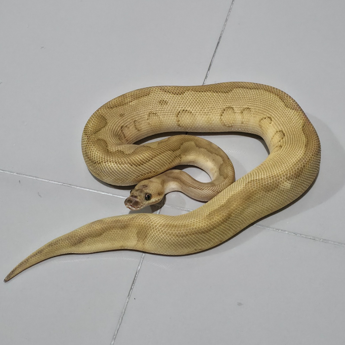 Male Butter Leopard Clown | Lapak Jual Beli Hewan Resmi Indonesia