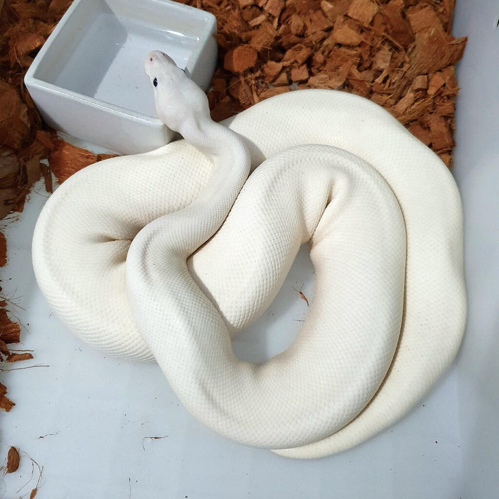 BLACK EYED LEUCISTIC aka SUPER FIRE | Lapak Jual Beli Hewan Resmi Indonesia