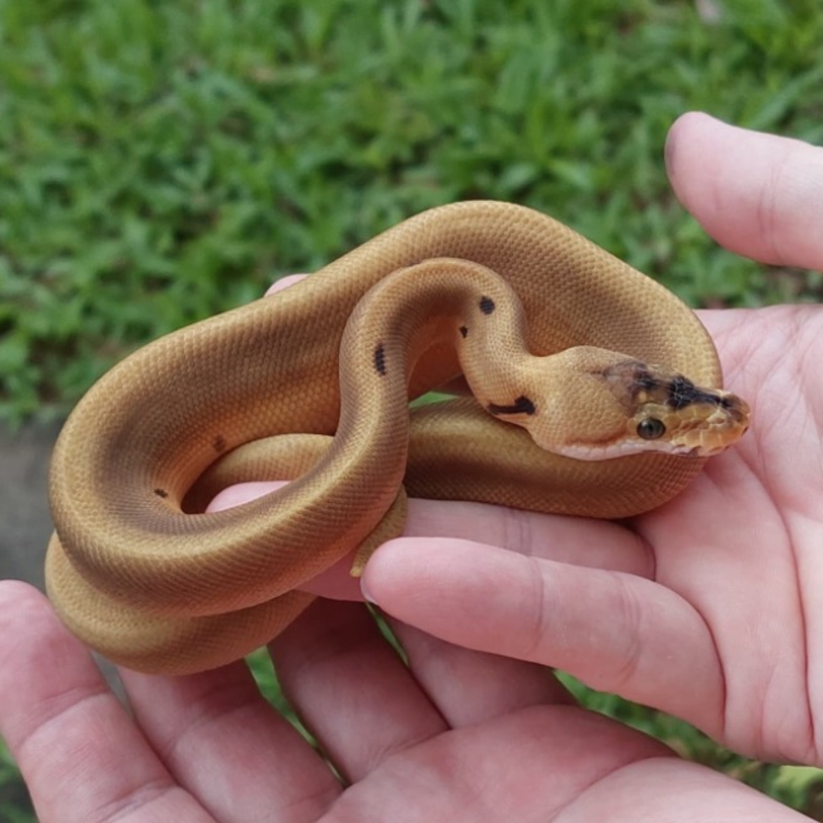 [UNIK!!] M Leopard Spider Enchi ++ 66% het Clown [25C1506] | Lapak Jual ...