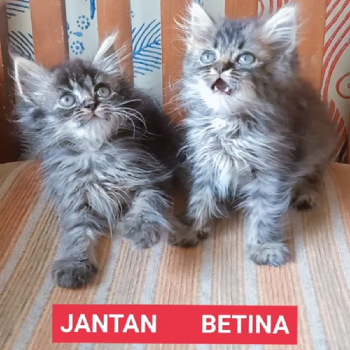 KITTEN PERSMED MIX BSH | Lapak Jual Beli Hewan Resmi Indonesia