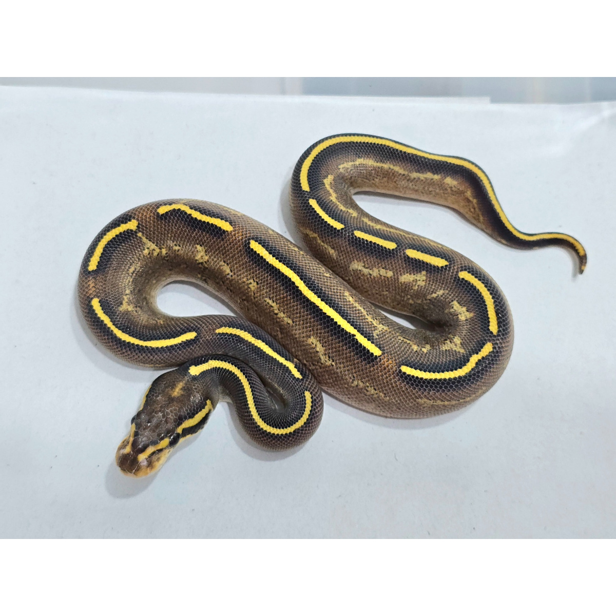 Female Pavement (Gravel Asphalt) SUPER RARE ITEM | Lapak Jual Beli ...